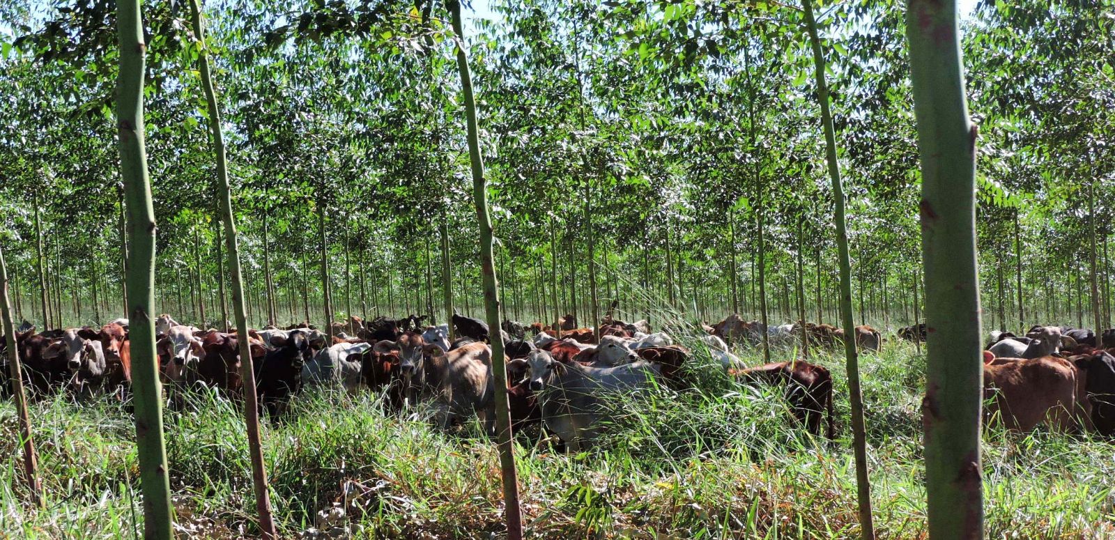 Asociación Rural del Paraguay - Asociación Rural del Paraguay