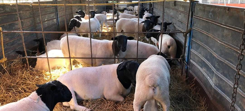 Gremio ovino incorporado a la ARP celebra la valiosa exportación de ...