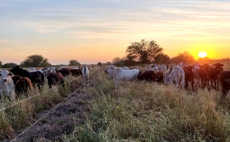 Señalan los beneficios de la certificación de la producción ganadera ...