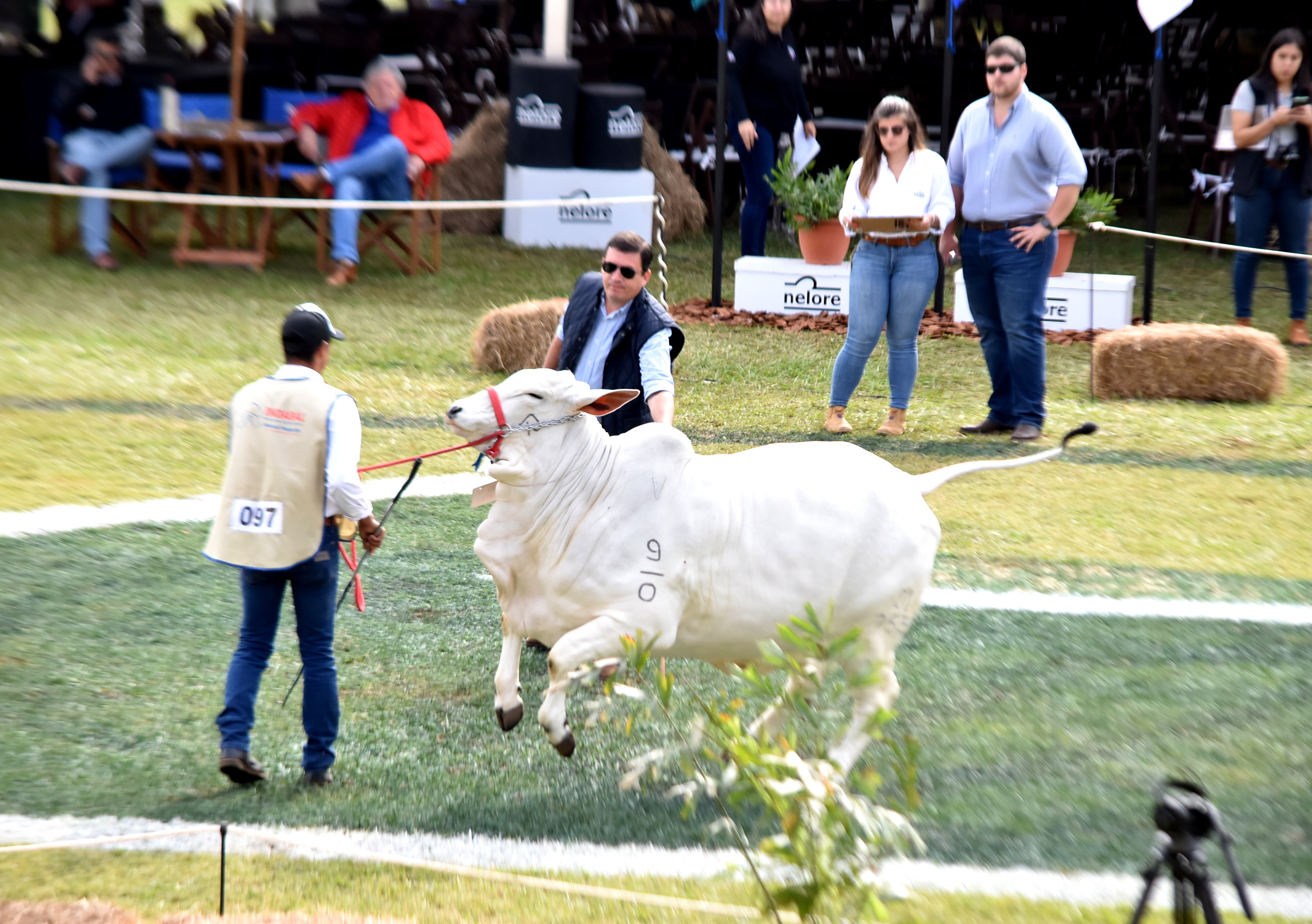 La Expo Nacional Nelore premió a los mejores ejemplares de la raza ...